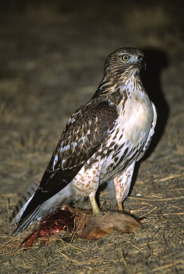 Red Tailed Hawk with Prey stock photo. Image of prey - 10679268