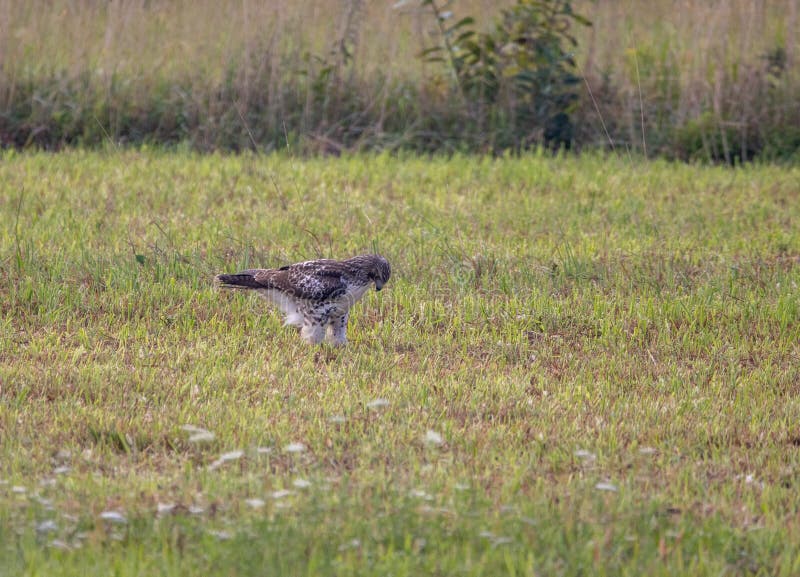 Red Tailed Hawk with Prey stock photo. Image of america - 195336194