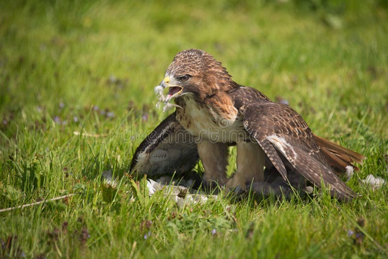 Red tailed hawk with prey stock image. Image of wildlife - 86924505