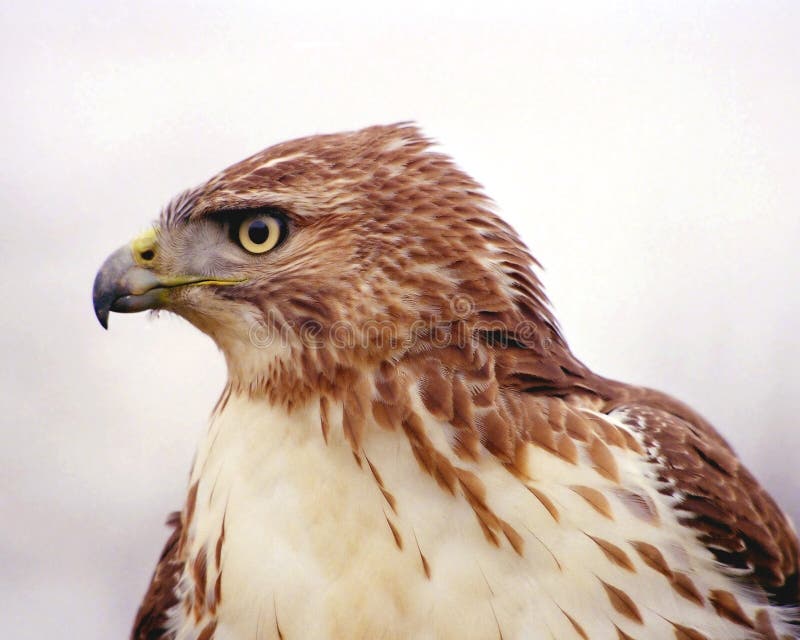 Red-Tailed Hawk Profile stock image. Image of close, portrait - 1223161