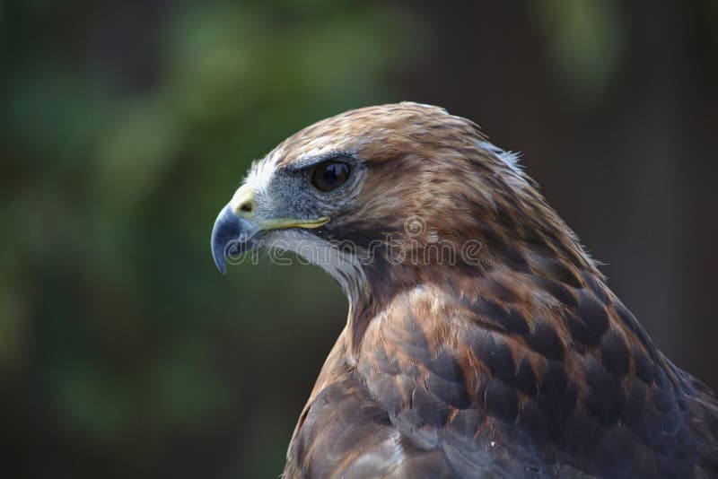 Hawk s profile stock image. Image of face, fowl, strength - 20982389