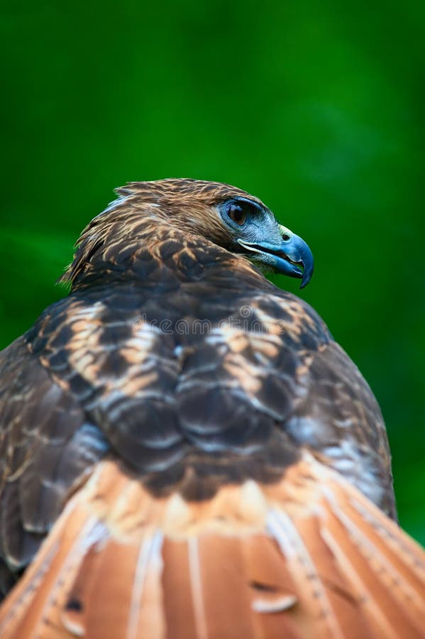 Red-tailed hawk in profile stock photo. Image of adult - 15607430