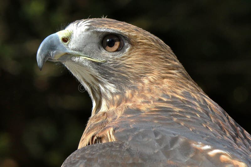 Red-Tailed Hawk Profile stock image. Image of close, portrait - 1223161