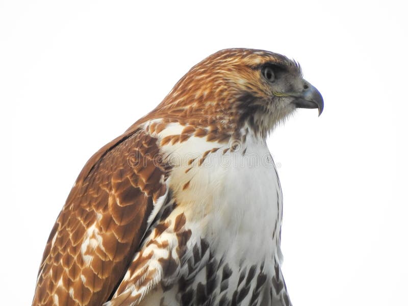 Red Tailed Hawk Profile Portrait Closeup Stock Image - Image of raptor ...