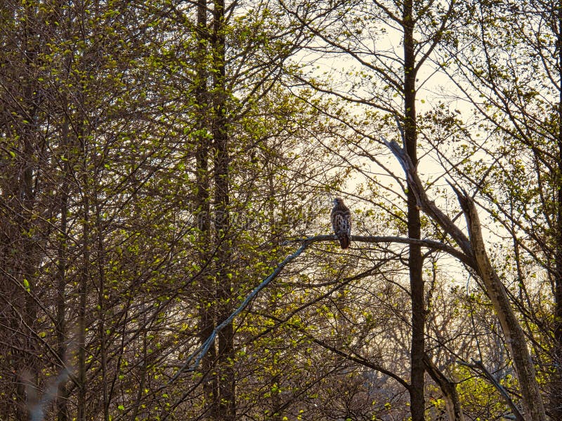 Red-Tailed Hawk Raptor Bird Perched on a Branch Stock Image - Image of ...