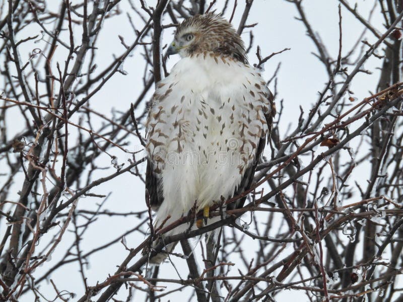 Red-Tailed Hawk Raptor Bird Perched in a Snow Filled Tree Stock Photo ...