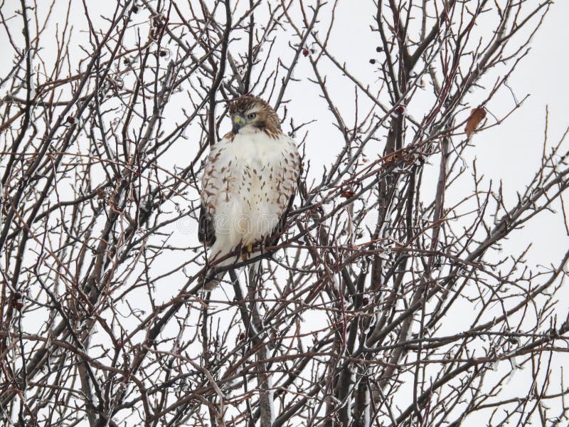 Red-Tailed Hawk Raptor Bird Perched in a Snow Filled Tree Stock Photo ...