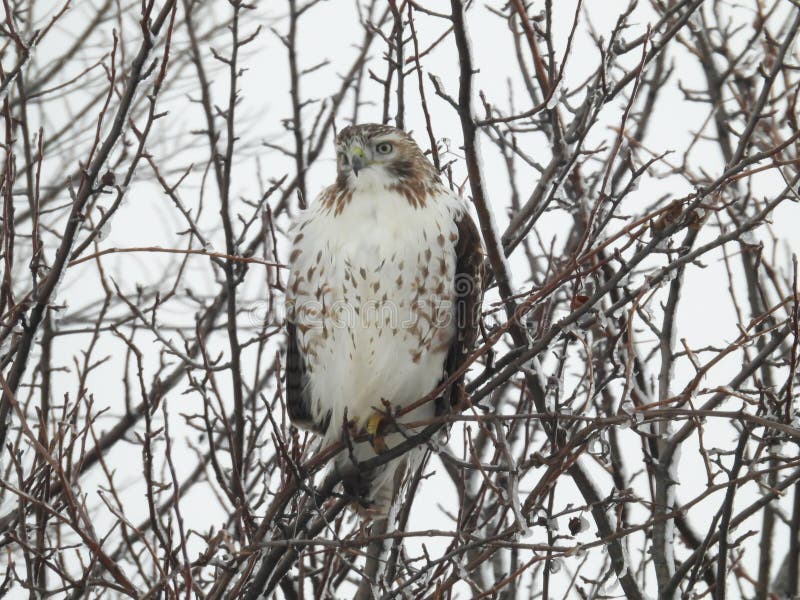 Red-Tailed Hawk Raptor Bird Perched in a Snow Filled Tree Stock Image ...