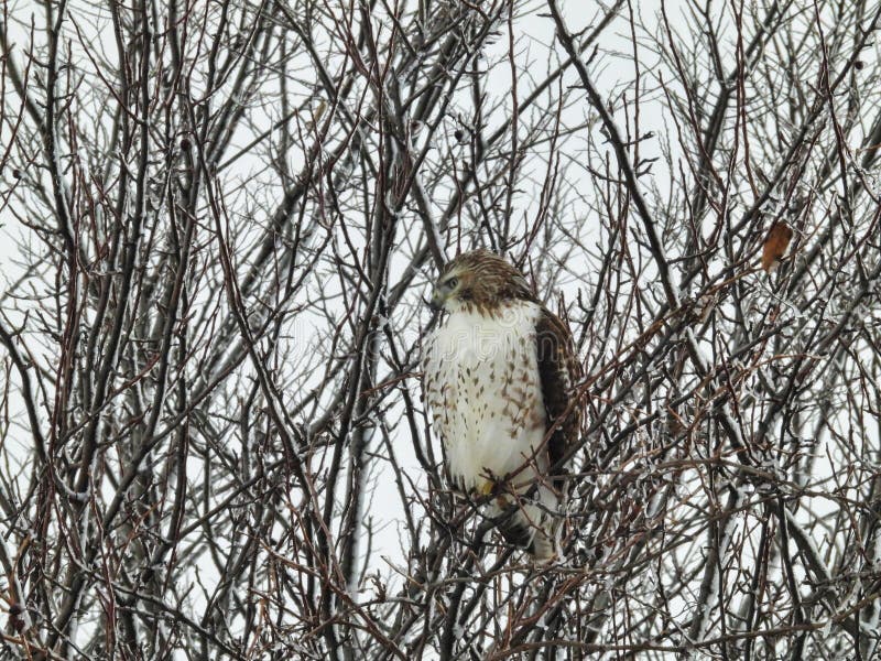 Red-Tailed Hawk Raptor Bird Perched in a Snow Filled Tree Stock Image ...