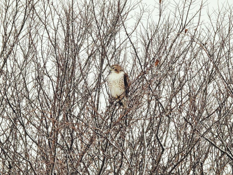 Red-Tailed Hawk Raptor Bird Perched in a Snow Filled Tree Stock Image ...