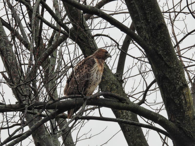 Red-Tailed Hawk Raptor Bird Perched in a Tree Stock Image - Image of ...