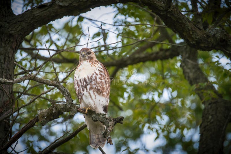 Red-Tailed Hawk Raptor Bird Sits Perched on a Bare Branch on the Hunt ...