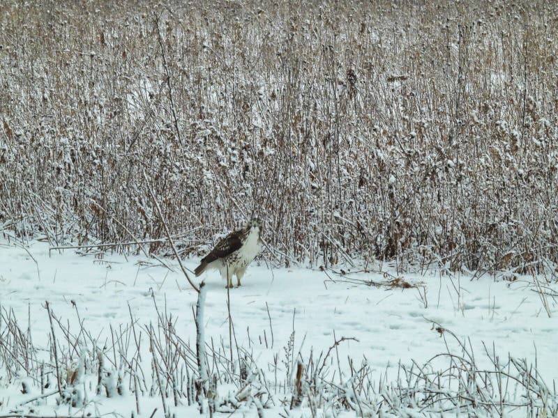 Red-Tailed Hawk Raptor Bird on the Snow Filled Ground Stock Image ...