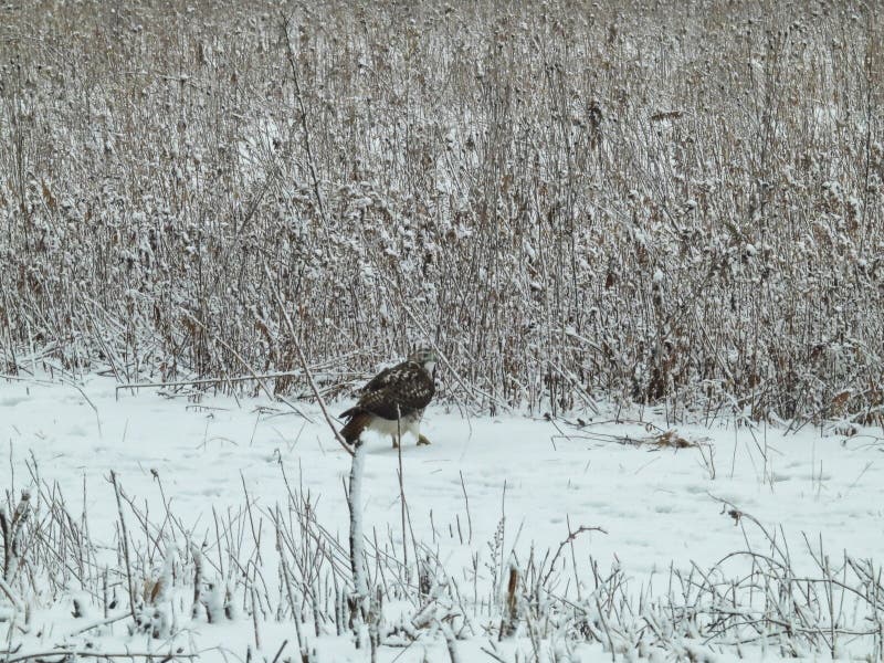Red-Tailed Hawk Raptor Bird on the Snow Filled Ground Stock Photo ...