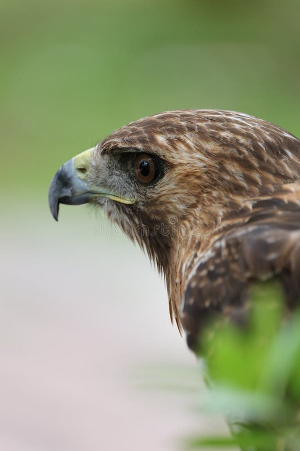 Red tailed Hawk stock photo. Image of jamaicensis, bird - 121516044