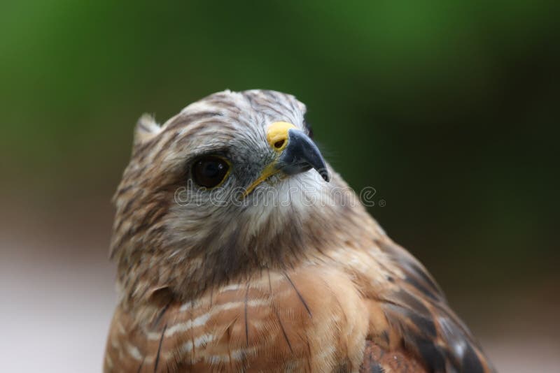 Red tailed Hawk stock image. Image of buteo, bird, florida - 121516165