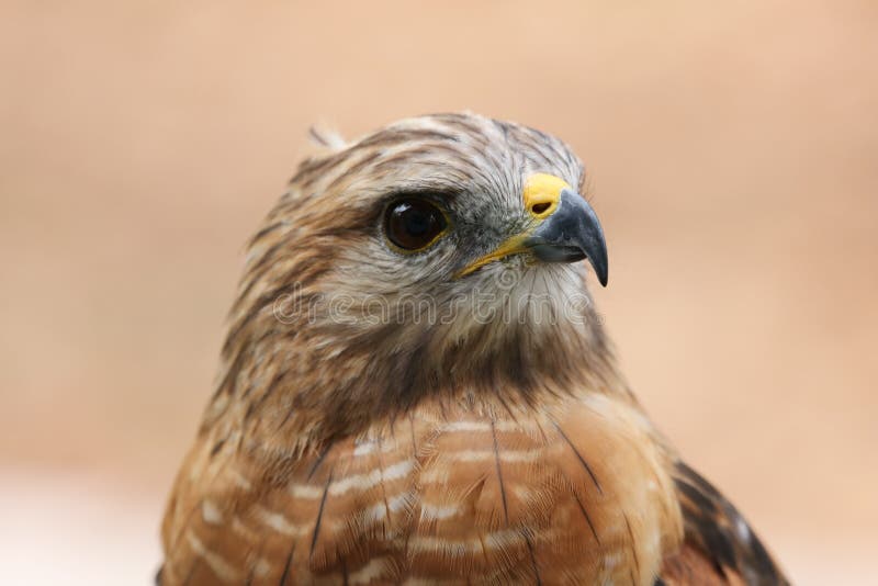 Red tailed Hawk stock image. Image of falcon, head, garden - 121516247