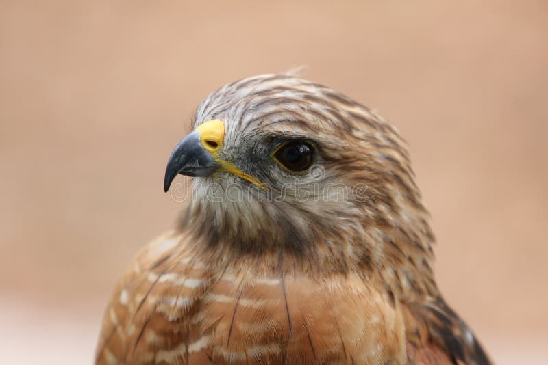 Red tailed Hawk stock image. Image of portrait, buteo - 121516249