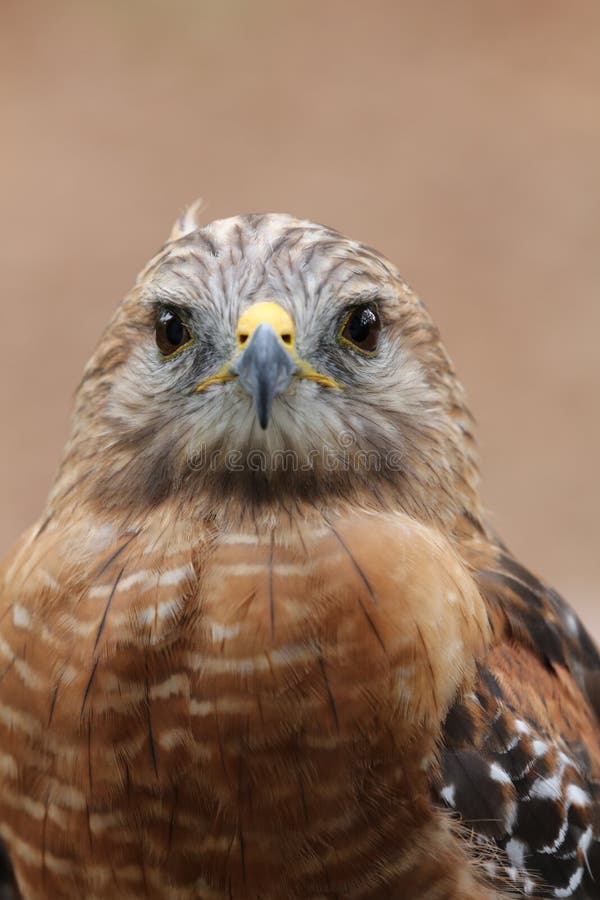 Red tailed Hawk stock photo. Image of falcon, animal - 121516302