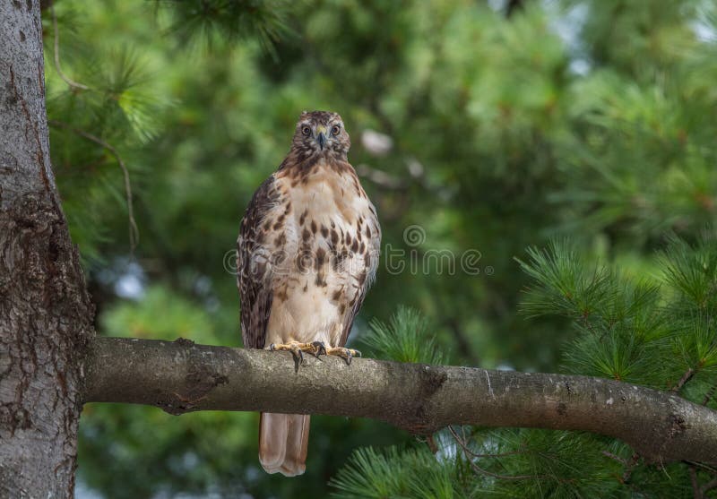 Picture Baby Red Tailed Hawk Stock Photos - Free & Royalty-Free Stock ...