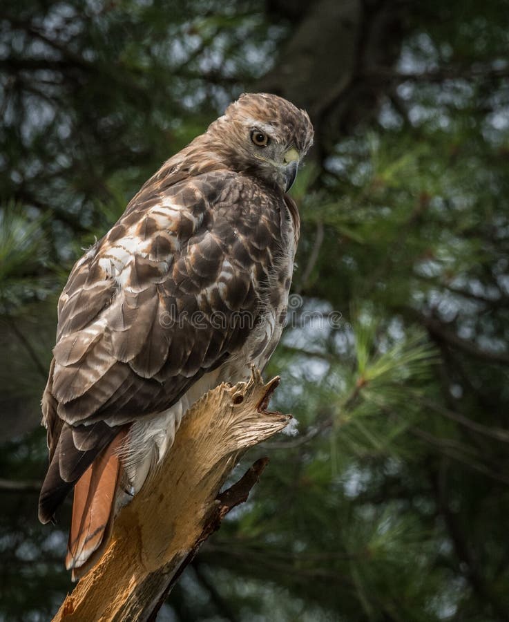 Picture Baby Red Tailed Hawk Stock Photos - Free & Royalty-Free Stock ...