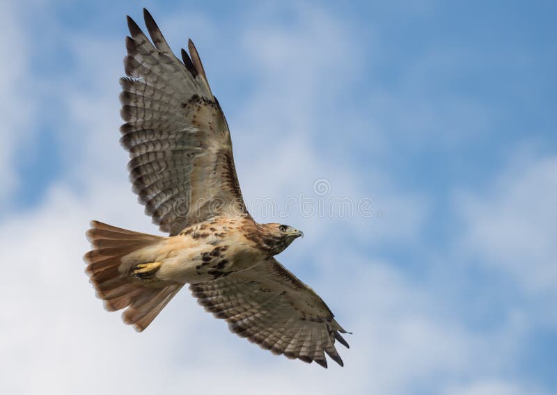 Red Tailed Hawk stock photo. Image of bass, eastern, bird - 99019510