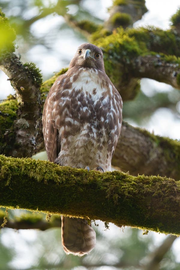 Red Tailed Hawk Resing on Tree Top Stock Photo - Image of bird, posing ...