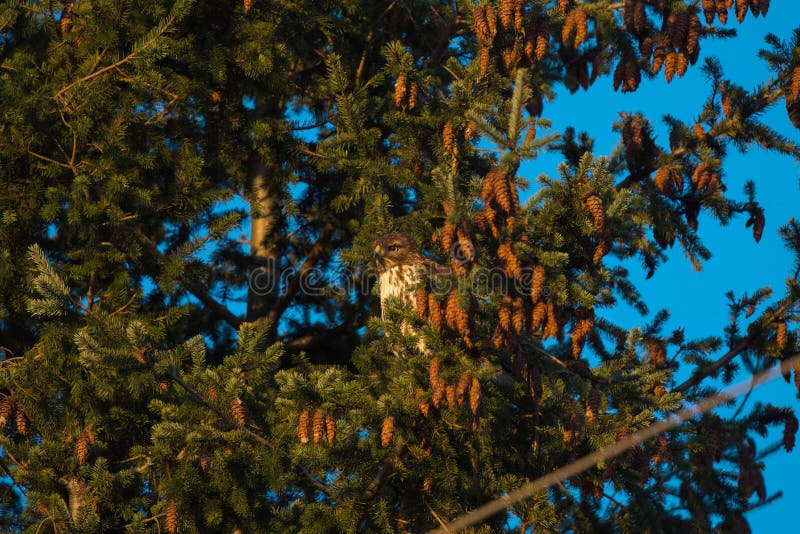 Red Tailed Hawk Resing on Tree Top Stock Image - Image of tail, resting ...