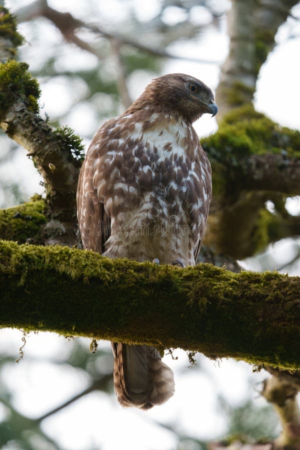 Red Tailed Hawk Resing on Tree Top Stock Image - Image of tail, branch ...