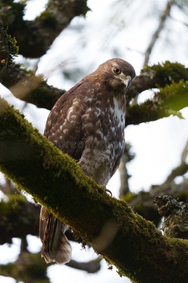Red Tailed Hawk Resing on Tree Top Stock Image - Image of redtailed ...