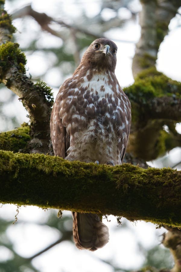 Red Tailed Hawk Resing on Tree Top Stock Image - Image of beak, hawk ...