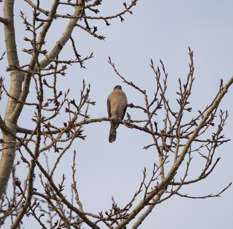 Red Tailed Hawk Resing on Tree Top Stock Photo - Image of redtailed ...