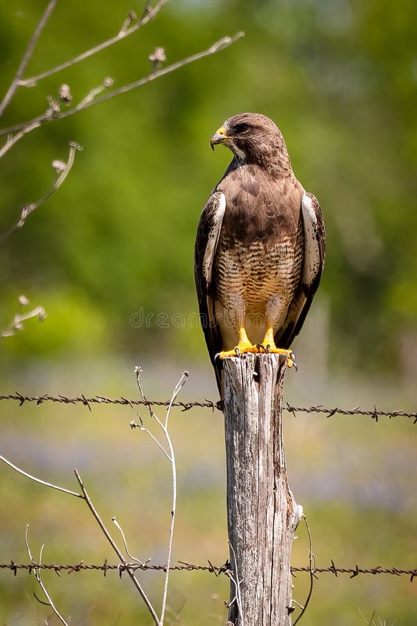 Red-tailed Hawk in Flight with Blue Sky Stock Image - Image of resting ...