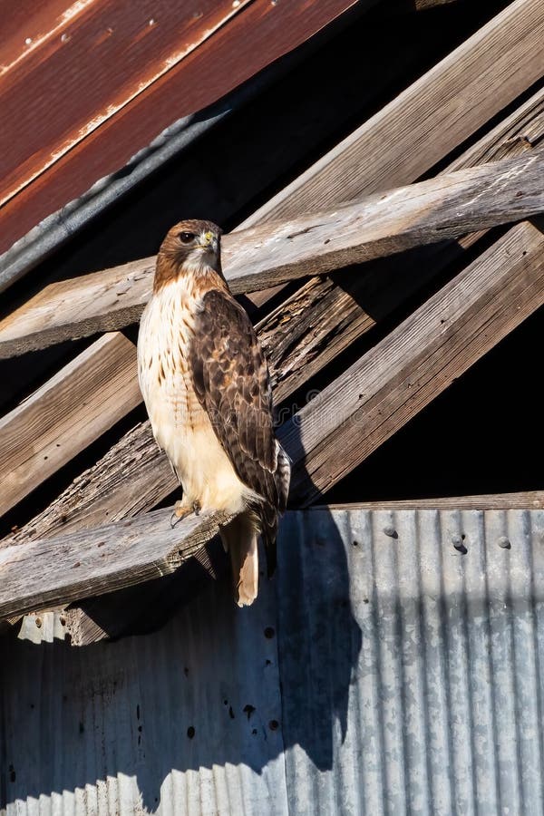 Red Tailed Hawk Resting on an Old Barn Stock Image - Image of resting ...