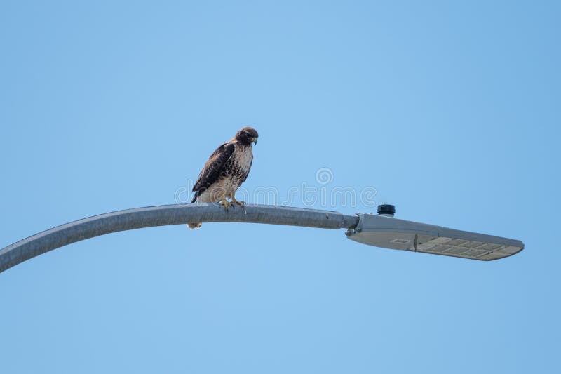 Red Tailed Hawk Resting on a Pole Stock Image - Image of raptor, broad ...
