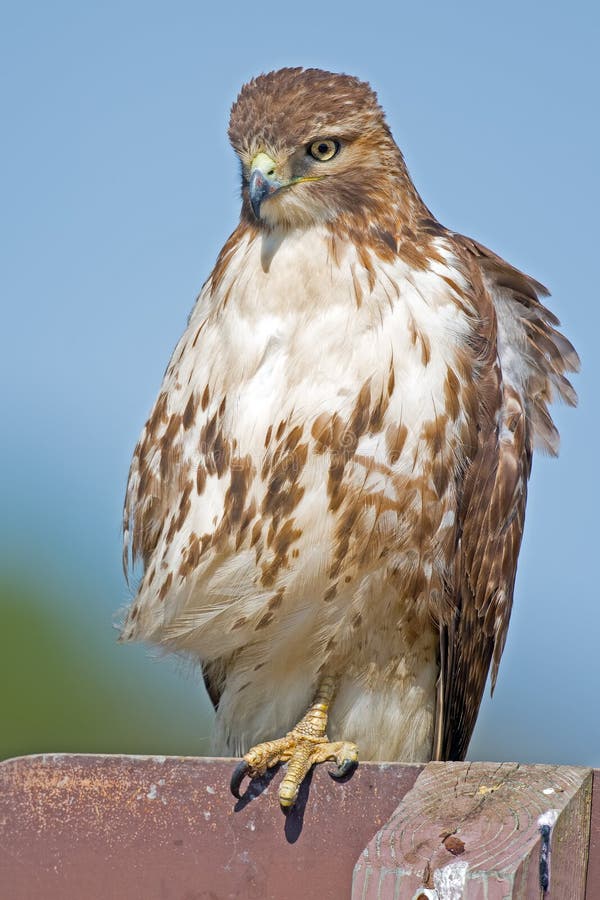 Red-Tailed Hawk stock photo. Image of prey, menacing - 40191108