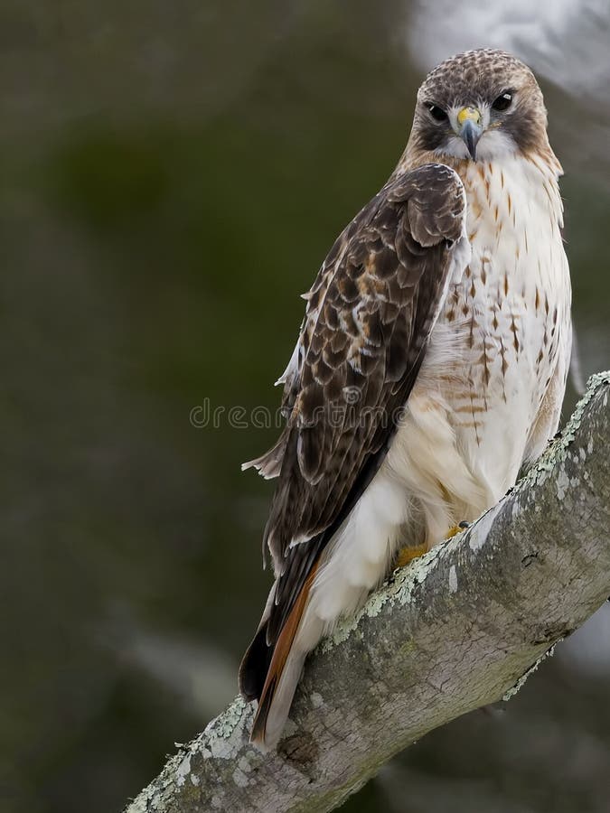 Red-Tailed Hawk stock photo. Image of tree, hunter, predator - 31938172