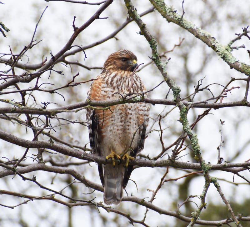 Red Tailed Hawk Resting on Tree Branch Stock Image - Image of tailed ...