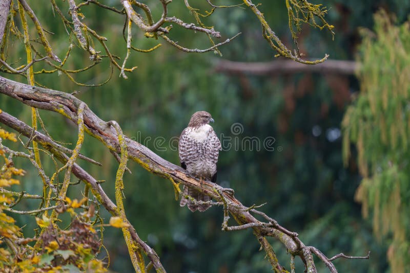 Red Tailed Hawk Resting on Tree Branch Stock Photo - Image of ...