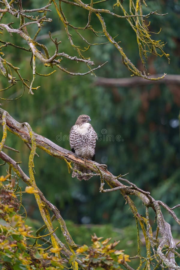 Red Tailed Hawk Resting on Tree Branch Stock Photo - Image of short ...