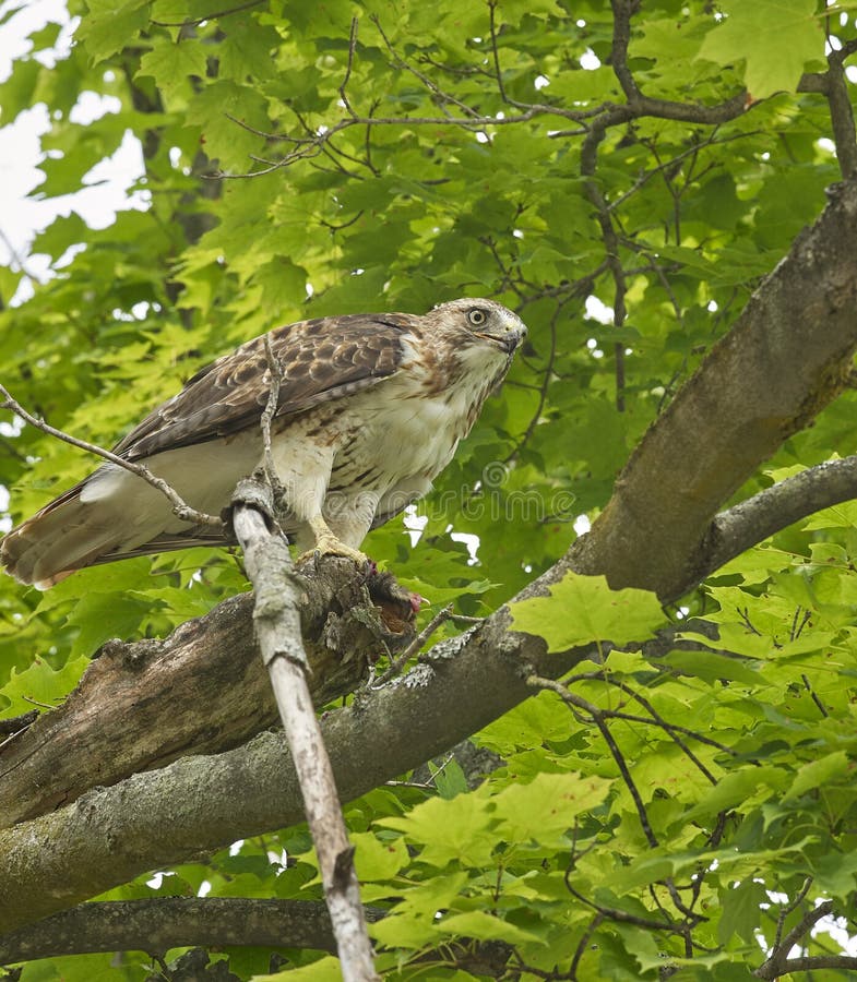 Red-tailed Hawk Roosting in Tree Stock Photo - Image of raptor, raspy ...