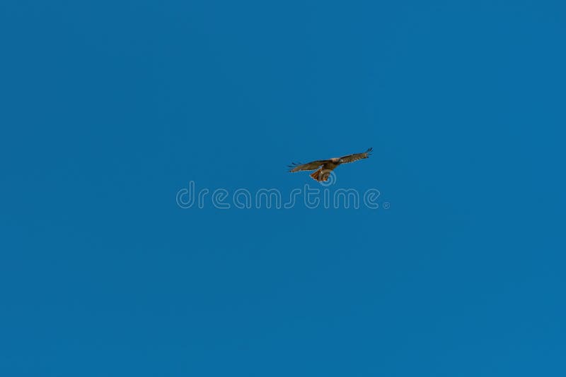 Red-tailed Hawk Scanning the Ground while Flying High Overhead Stock ...