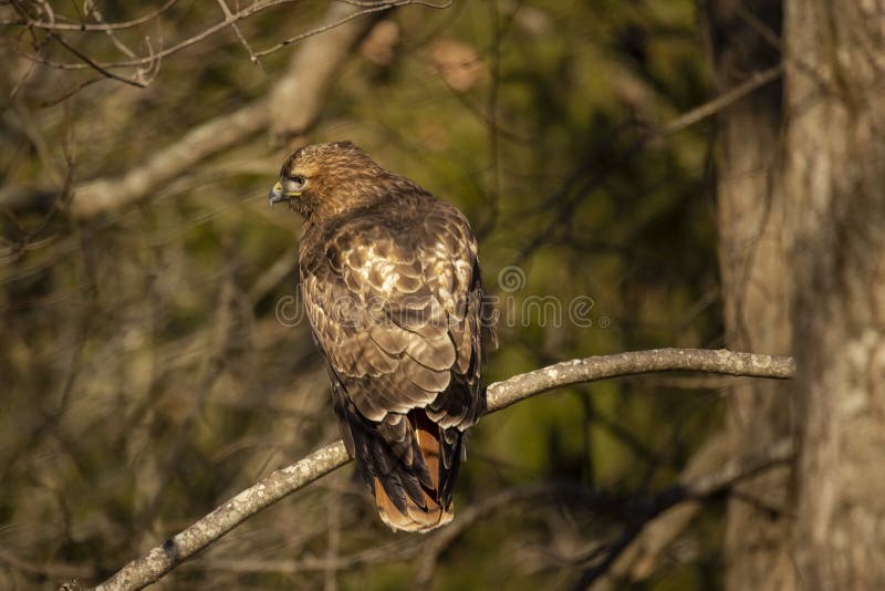 Red Tailed Hawk Feather Details Stock Image - Image of details, raptor ...