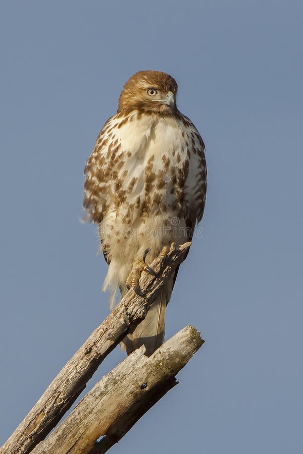 Red-tailed Hawk stock image. Image of redtailed, hawk - 33128221