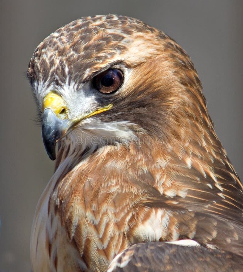Hawk Profile Stock Images - Download 2,770 Royalty Free Photos