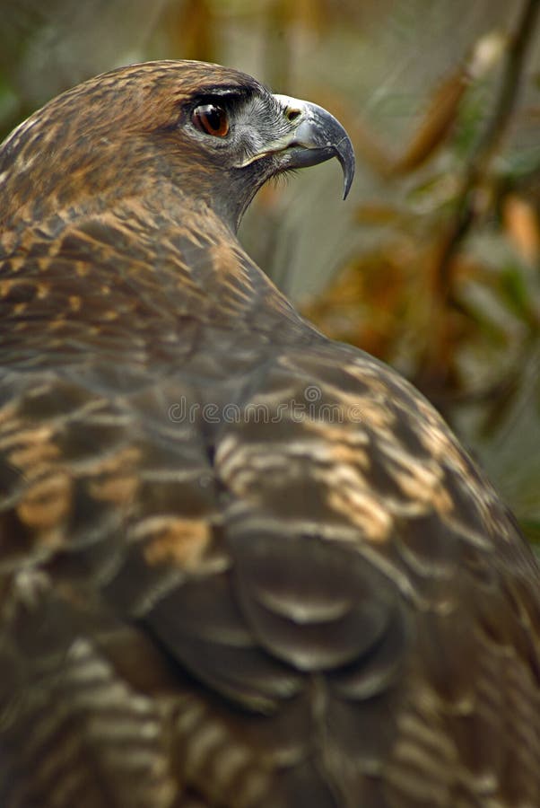 5,200 Red Tailed Hawk Stock Photos - Free & Royalty-Free Stock Photos ...