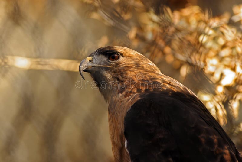 Red-Tailed Hawk Side View stock image. Image of falconry - 12596253
