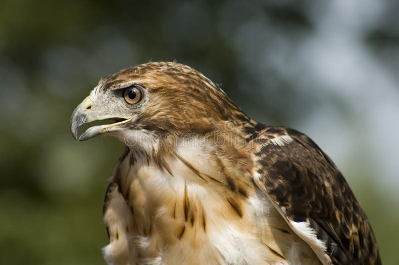 Red Tailed Hawk - Side View Stock Photo - Image of forest, hawk: 3385576