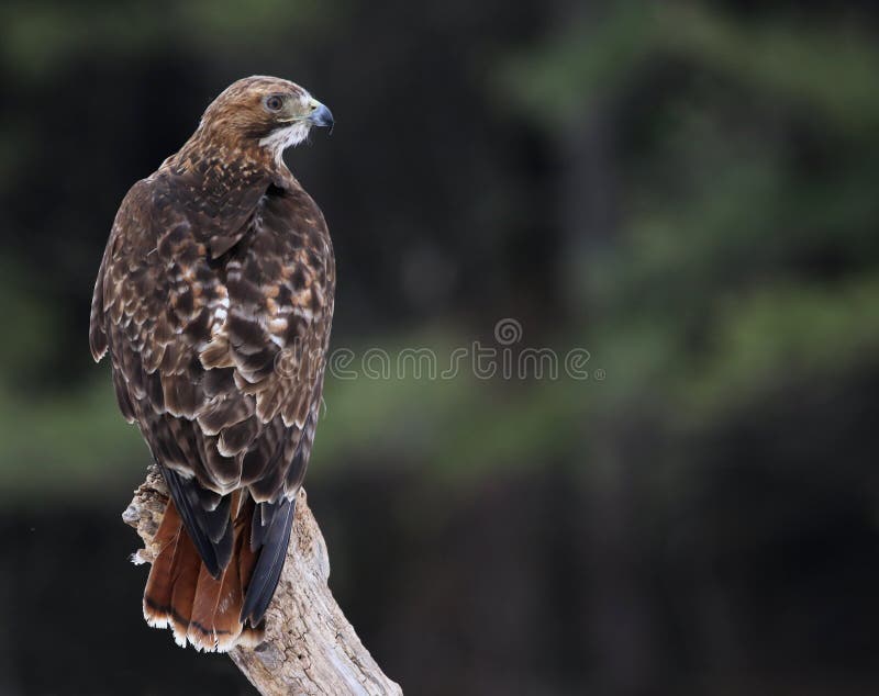 Red-tailed Hawk Side-view stock image. Image of prey - 53921343