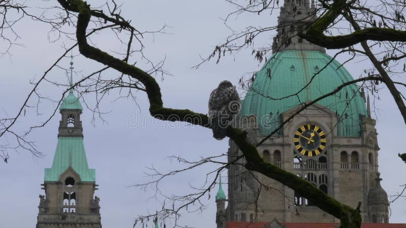 A Red-tailed Hawk Sits on a Branch in the Background, Hanover S Old ...